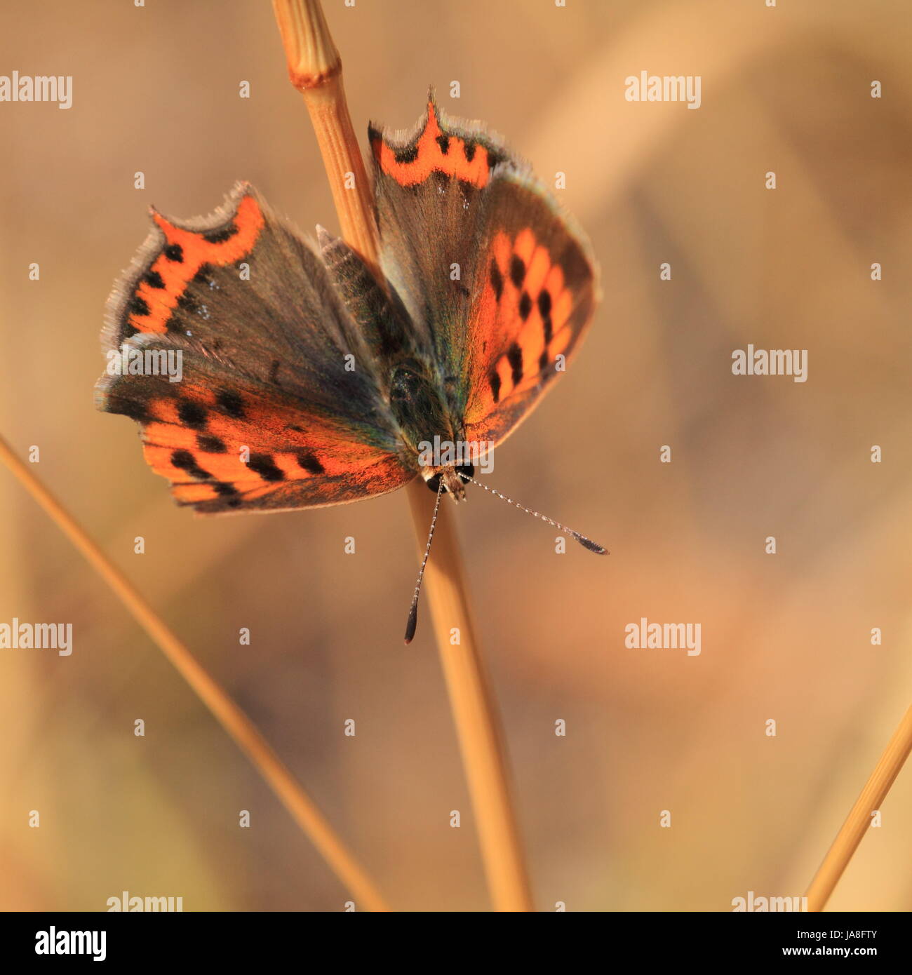 insect, butterfly, biotop, moth, butterflies, macro, close-up, macro ...