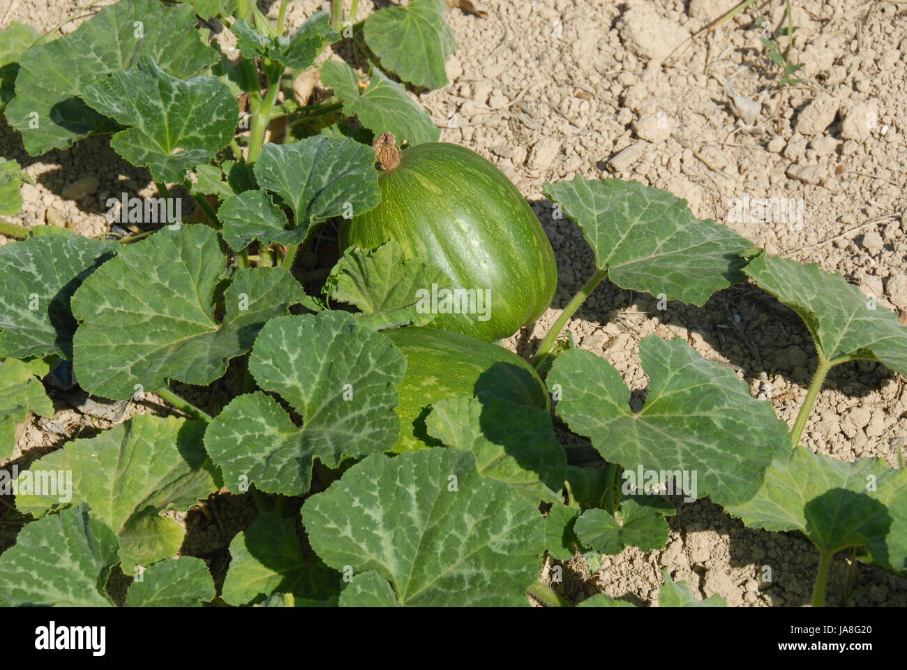garden, plant, botany, pumpkin, gardens, food, aliment, garden, plant ...