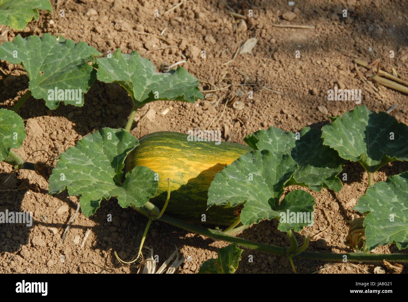 garden, plant, botany, pumpkin, gardens, food, aliment, garden, plant ...