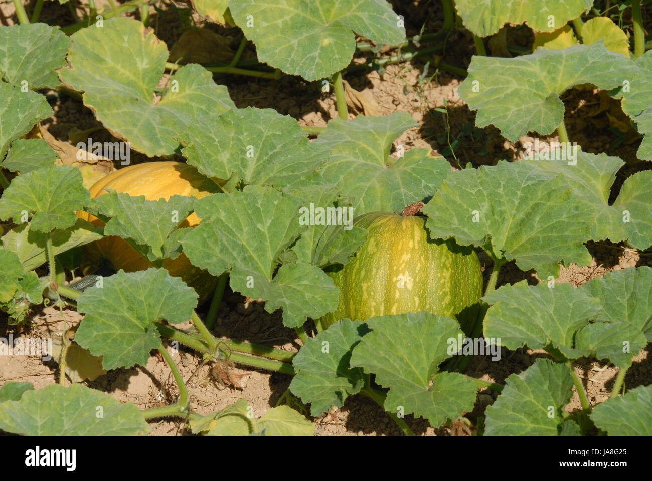 garden, plant, botany, pumpkin, gardens, food, aliment, garden, plant ...
