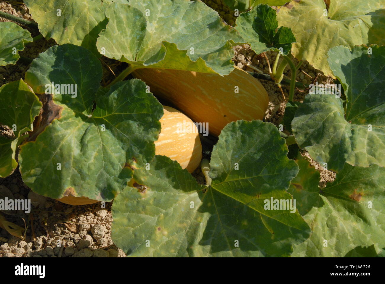 garden, plant, botany, pumpkin, gardens, food, aliment, garden, plant ...