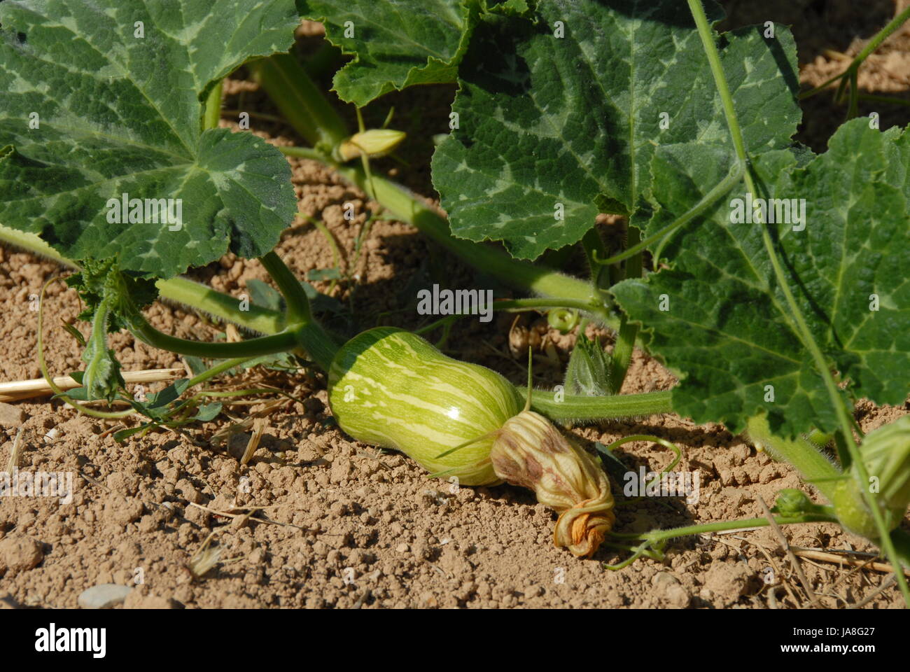 garden, plant, botany, pumpkin, gardens, food, aliment, garden, plant ...