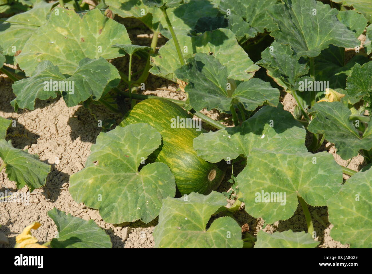 garden, plant, botany, pumpkin, gardens, food, aliment, garden, plant ...