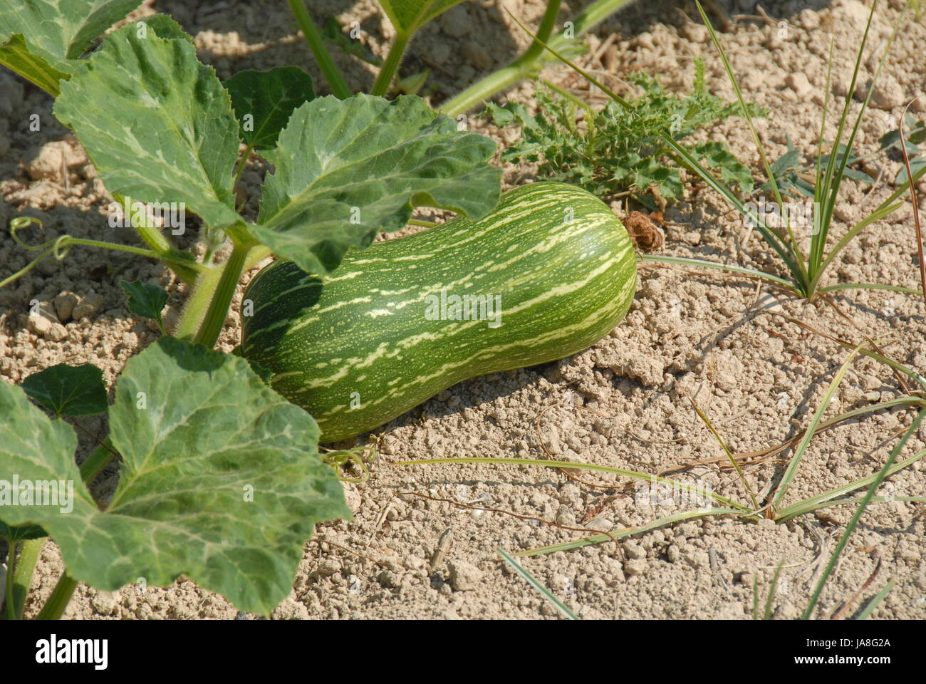 garden, plant, botany, pumpkin, gardens, food, aliment, garden, plant ...