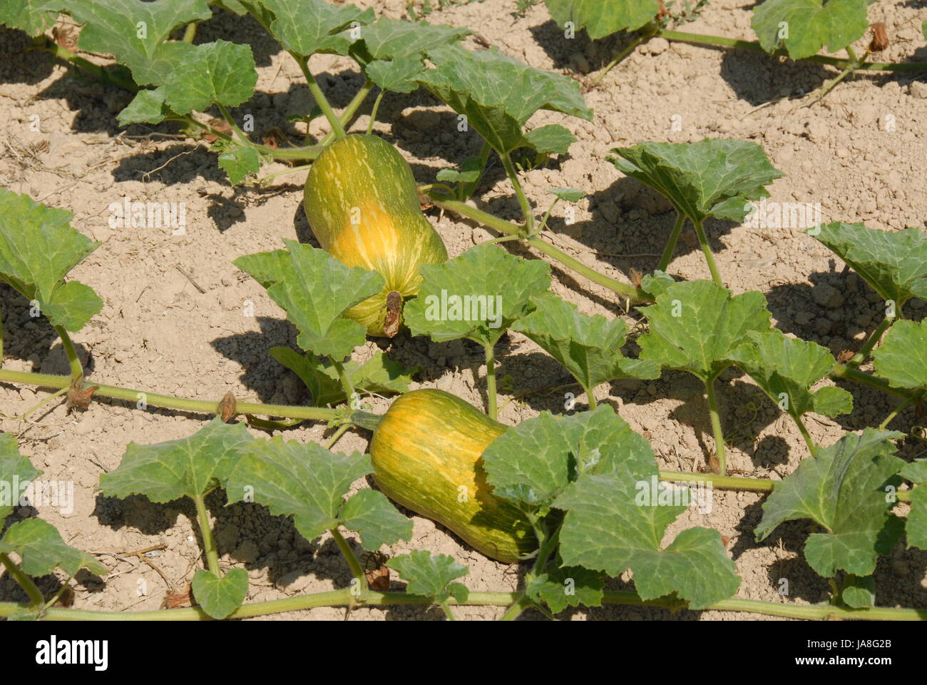 garden, plant, botany, pumpkin, gardens, food, aliment, garden, plant ...