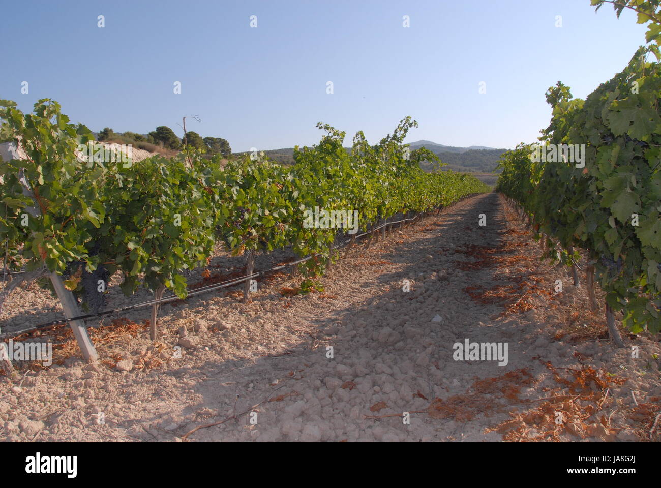spain - vines Stock Photo - Alamy