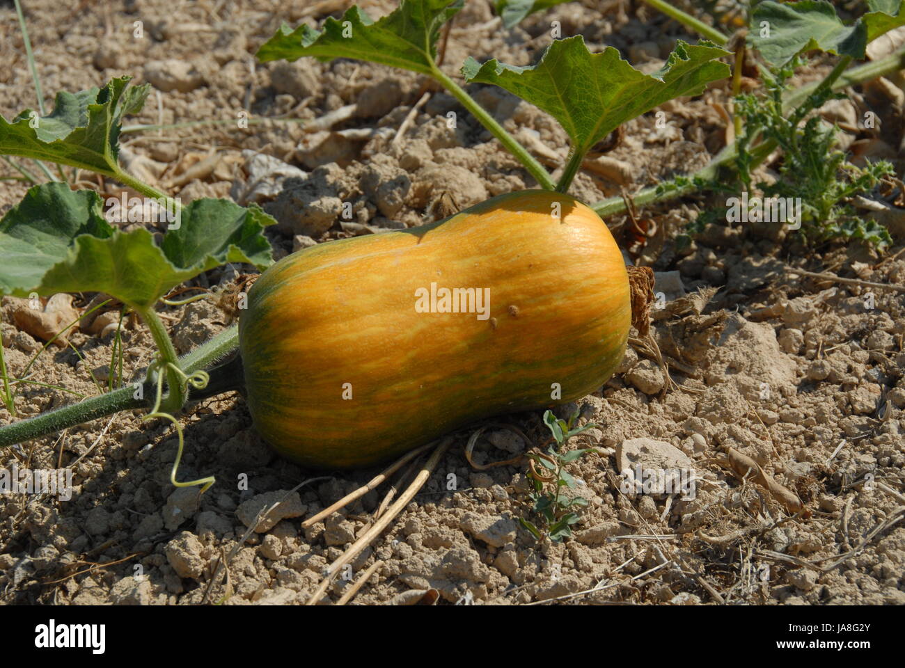 garden, plant, botany, pumpkin, gardens, food, aliment, garden, plant ...
