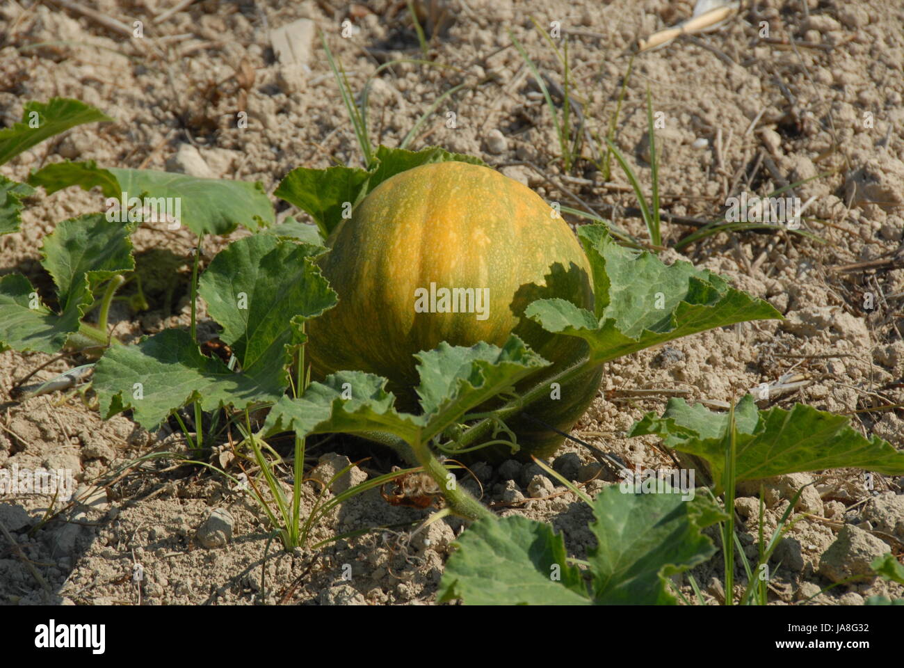 garden, plant, botany, pumpkin, gardens, food, aliment, garden, plant ...