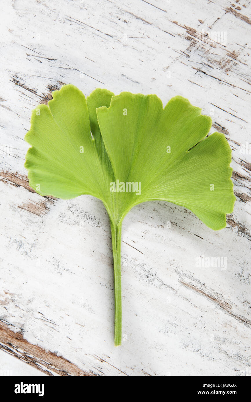 leaf, means, agent, medicine, drug, remedy, substance, medicin, fresh ...