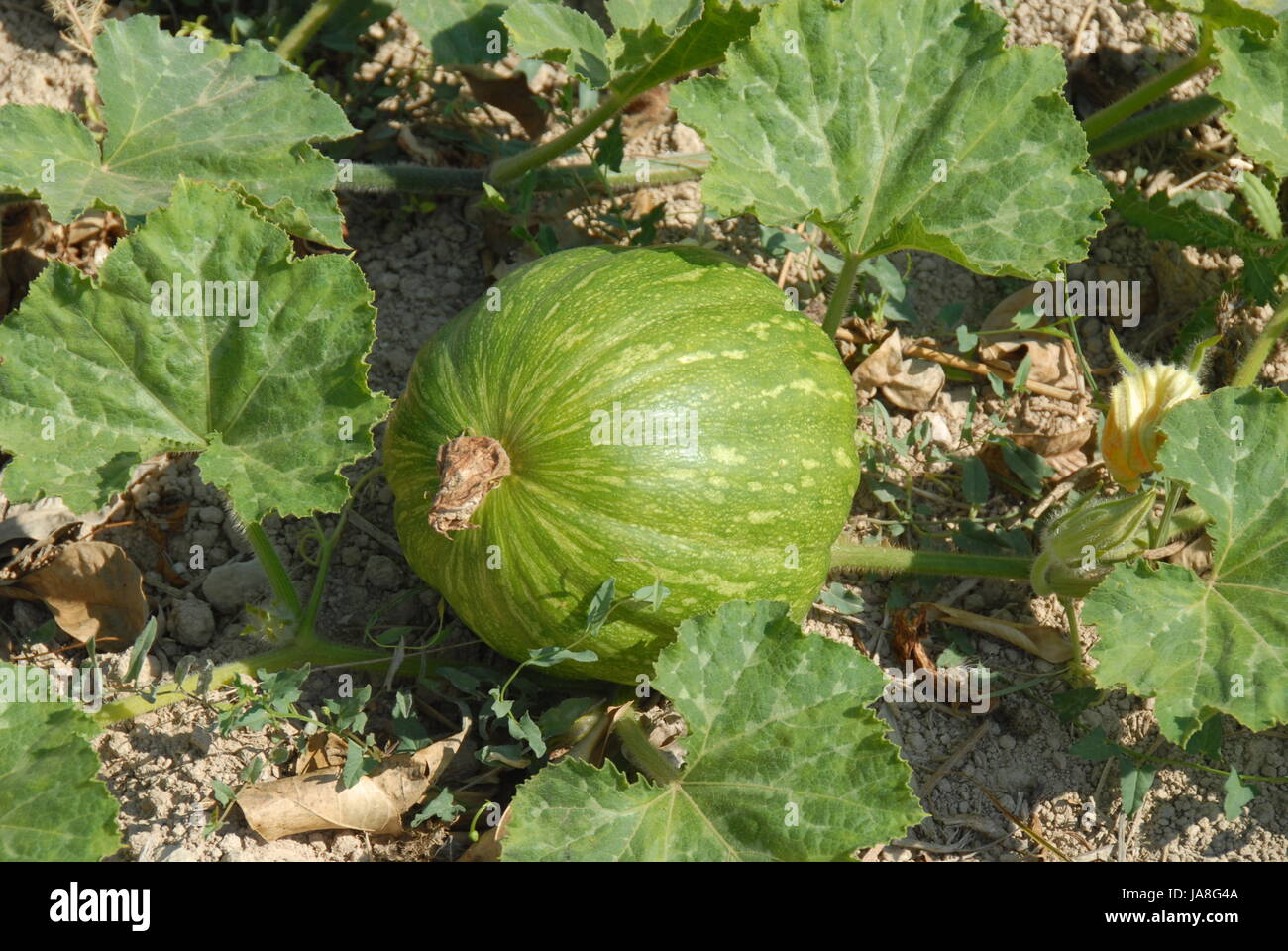 garden, plant, botany, pumpkin, gardens, food, aliment, garden, plant ...