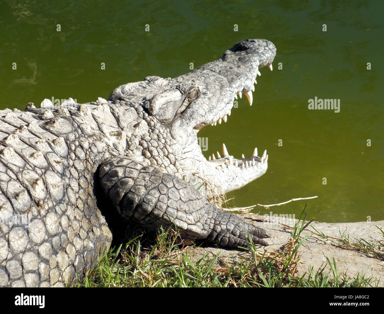 teeth, crocodile, energy, power, electricity, electric power, predator ...