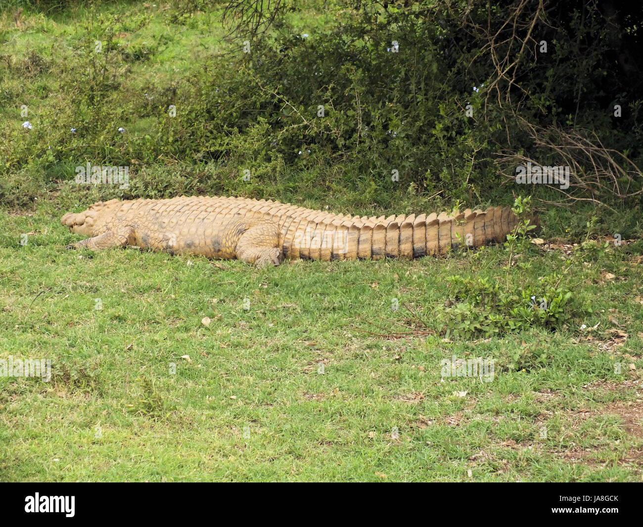 reptile, wild, crocodile, predator, dangerous, nile, natural, park ...