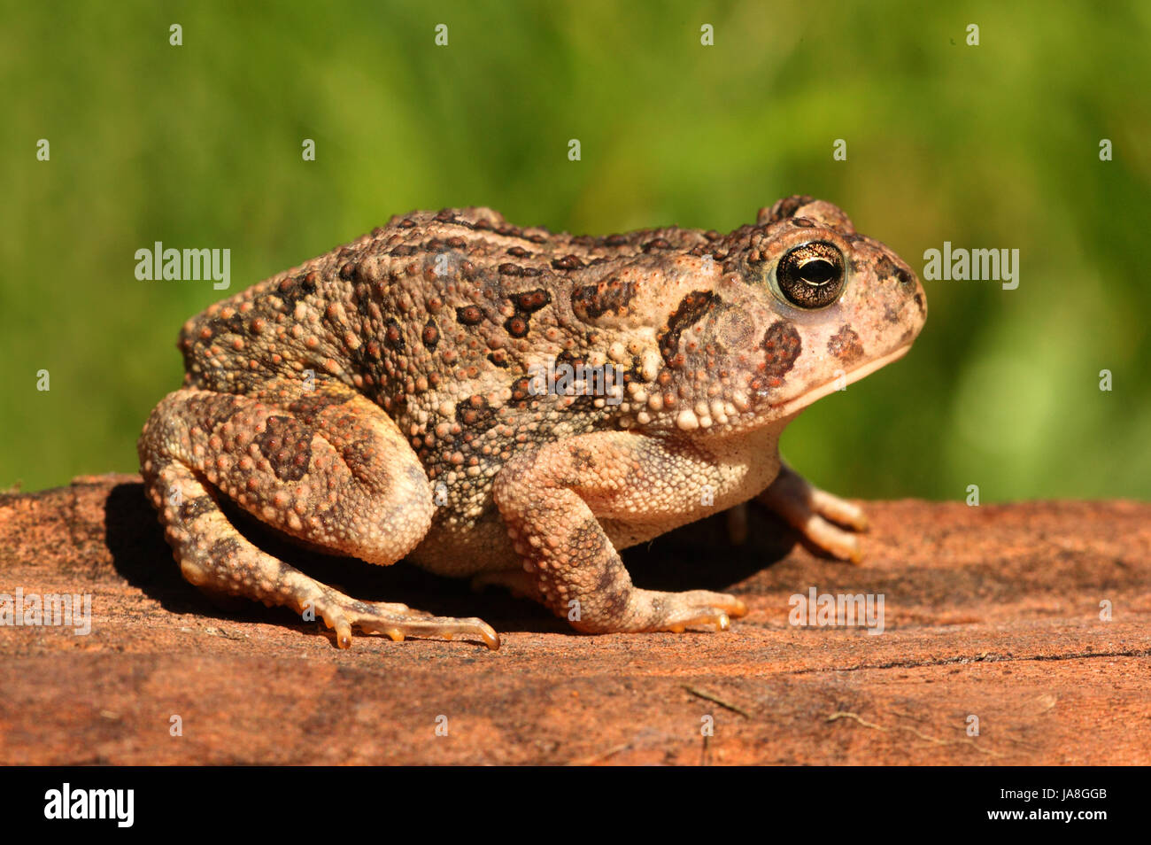 reptile, amphibian, wild, frog, wildlife, toad, log, nature, green ...