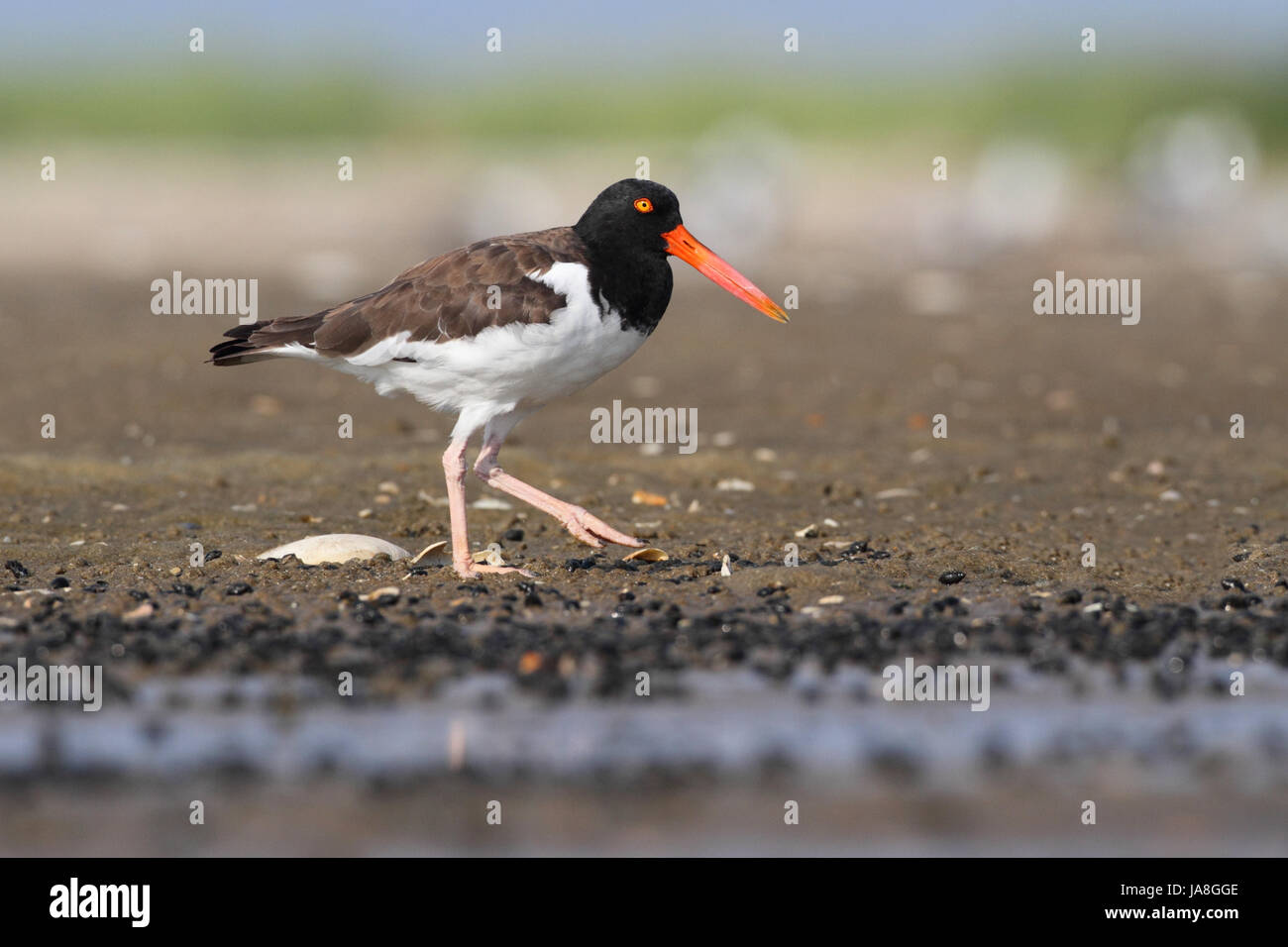 animal, bird, wild, beach, seaside, the beach, seashore, birds ...