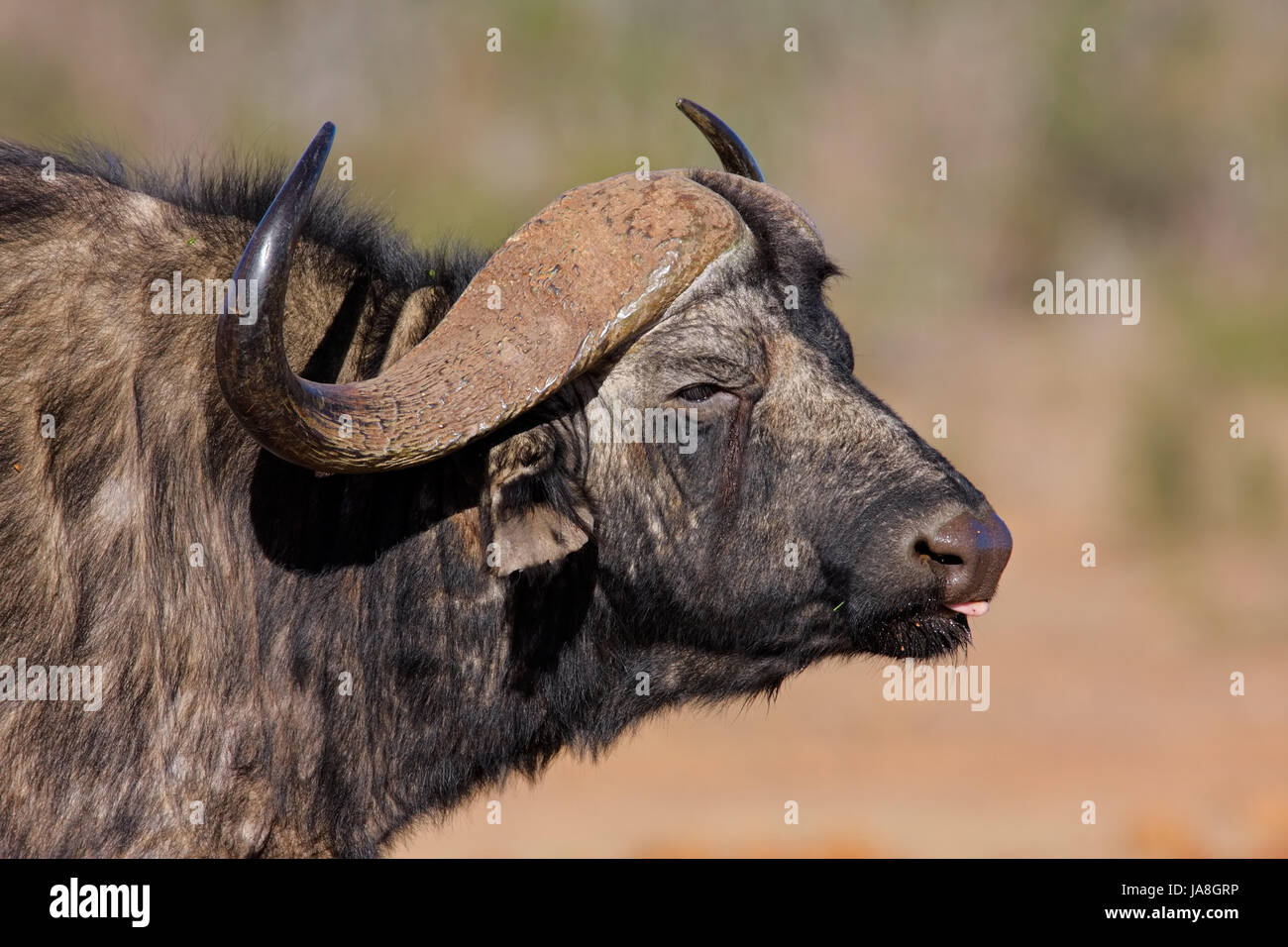 animal, mammal, africa, portrait, wildlife, African, cape, buffalo, big ...