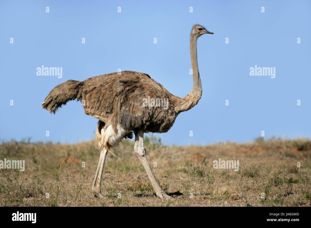 big, large, enormous, extreme, powerful, imposing, immense, relevant ...