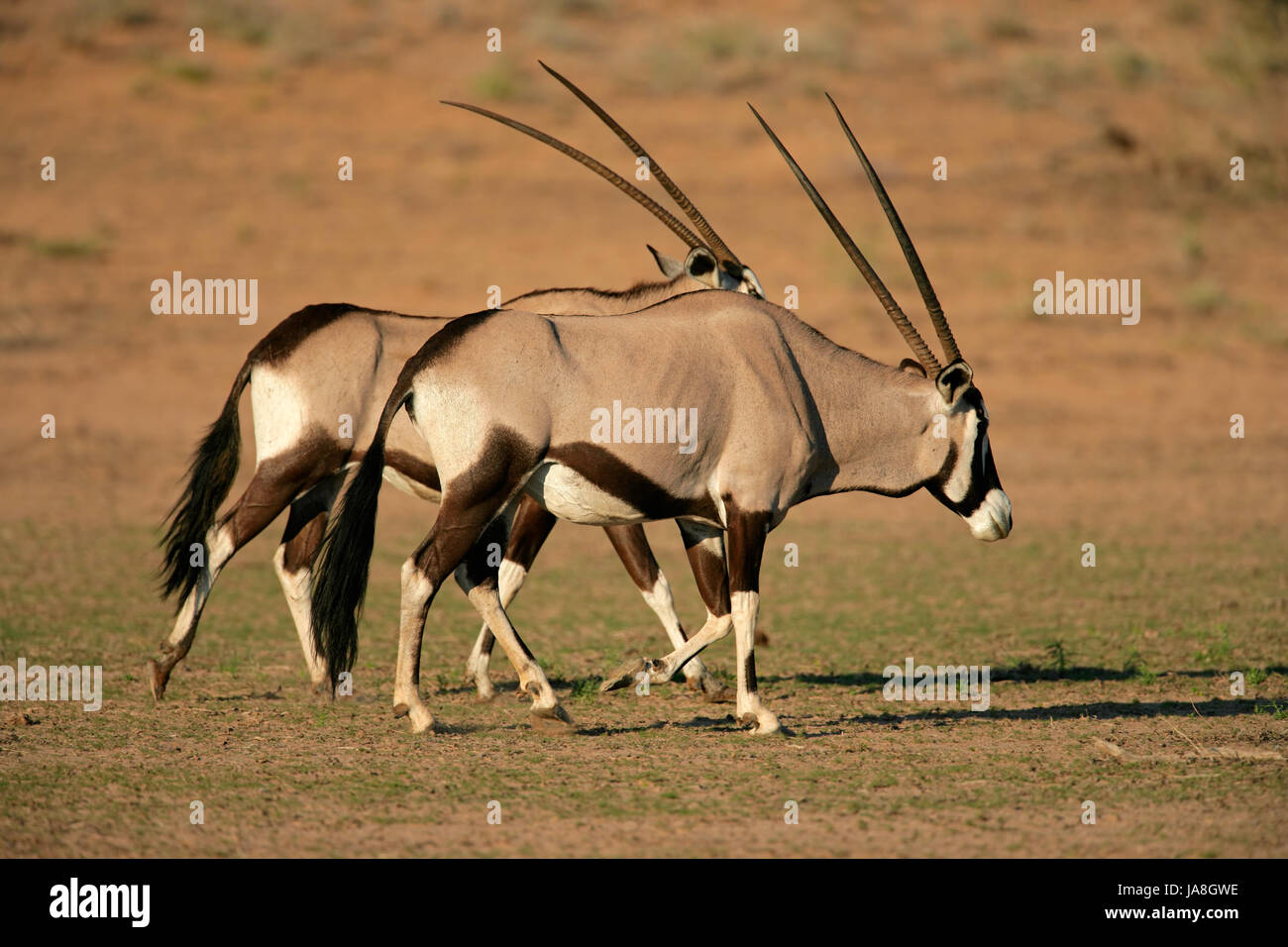 mammal, antelope, nature, walk, go, going, walking, desert, wasteland ...