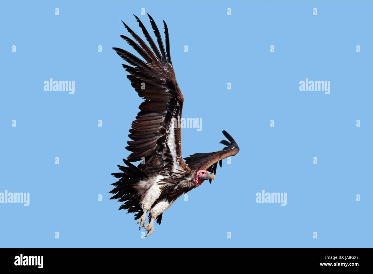 flight, bird, vulture, scavenger, wings, fly, flies, flys, flying ...