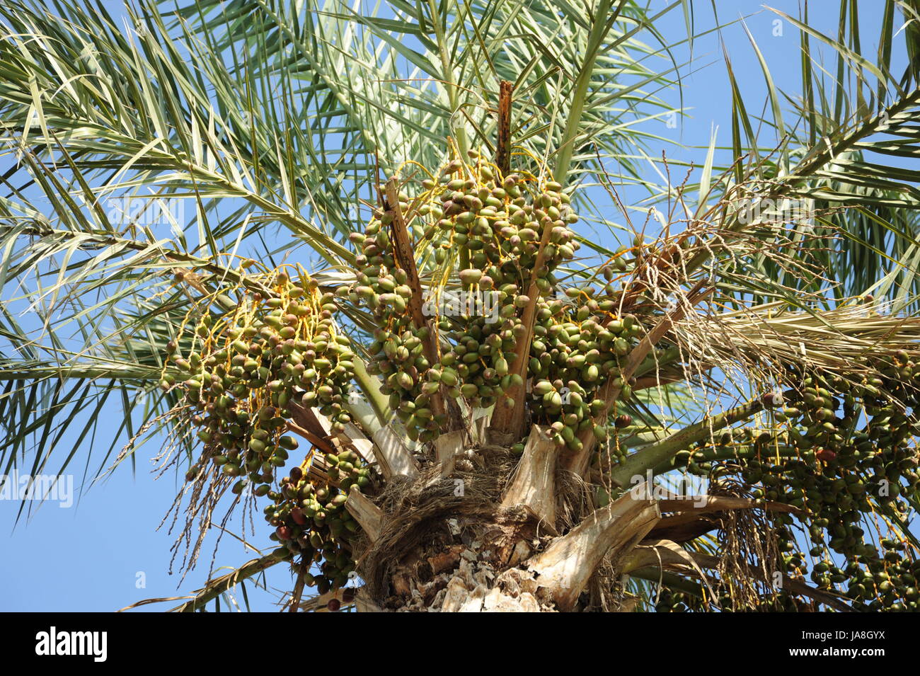 spain - date palm Stock Photo - Alamy