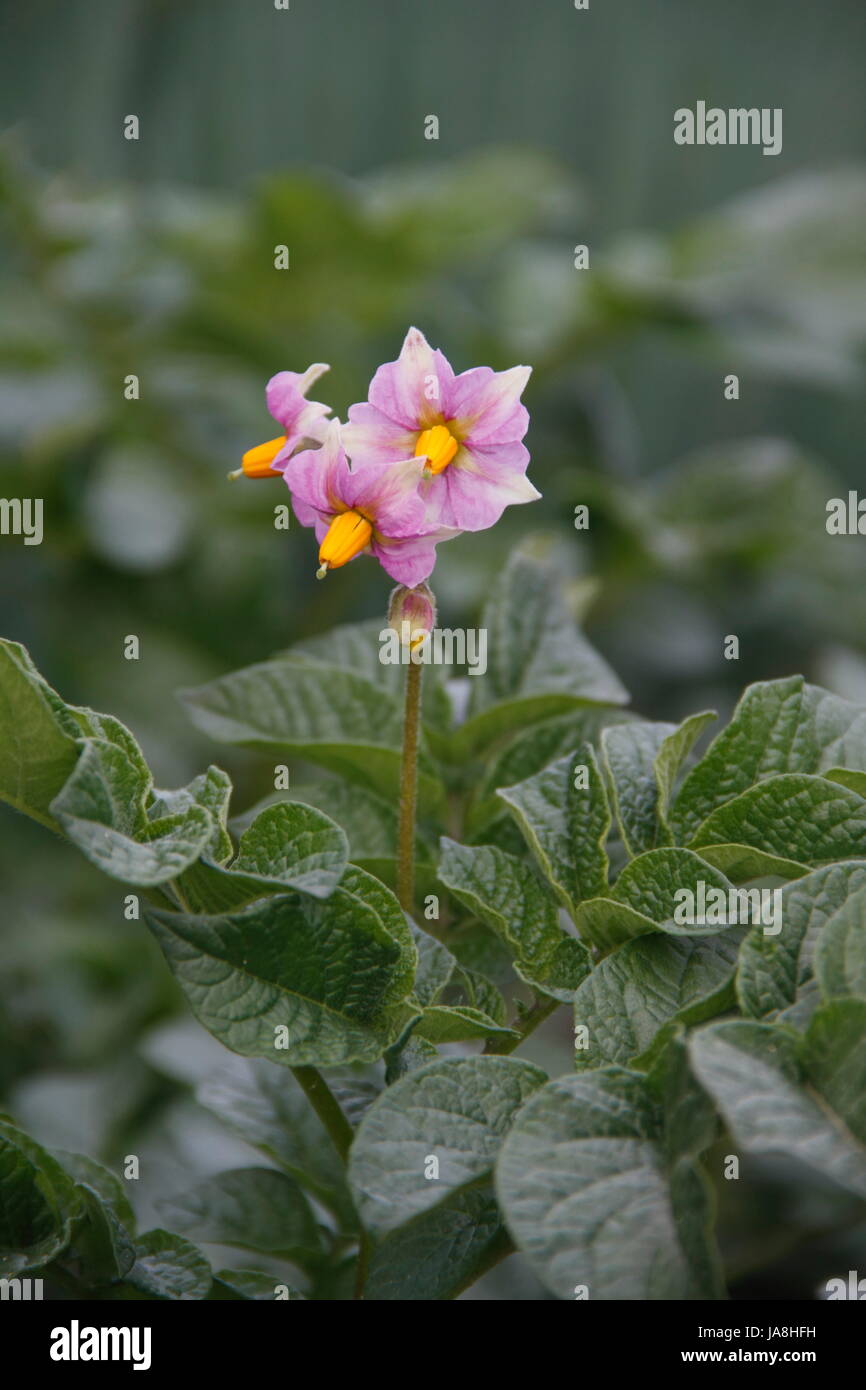 environment, enviroment, bloom, blossom, flourish, flourishing ...