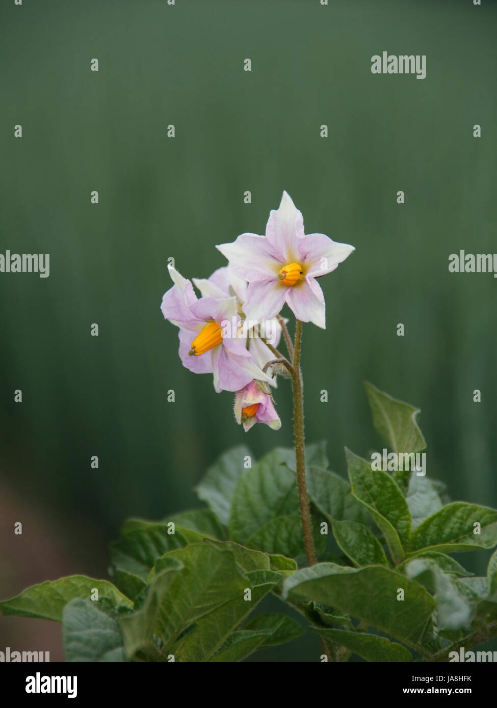 environment, enviroment, bloom, blossom, flourish, flourishing ...