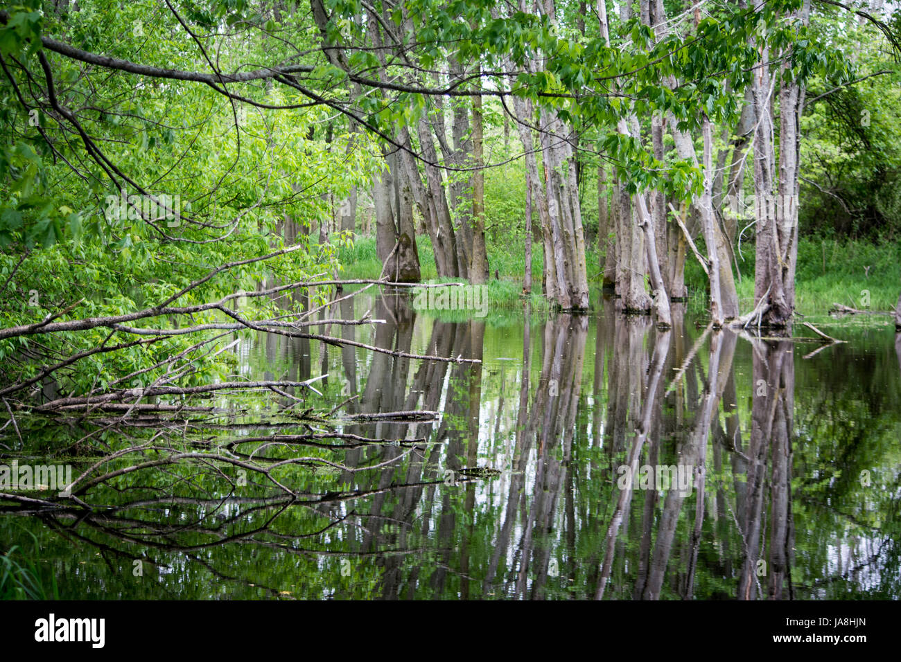 large trees reflecting into small body of water deep black water with ...