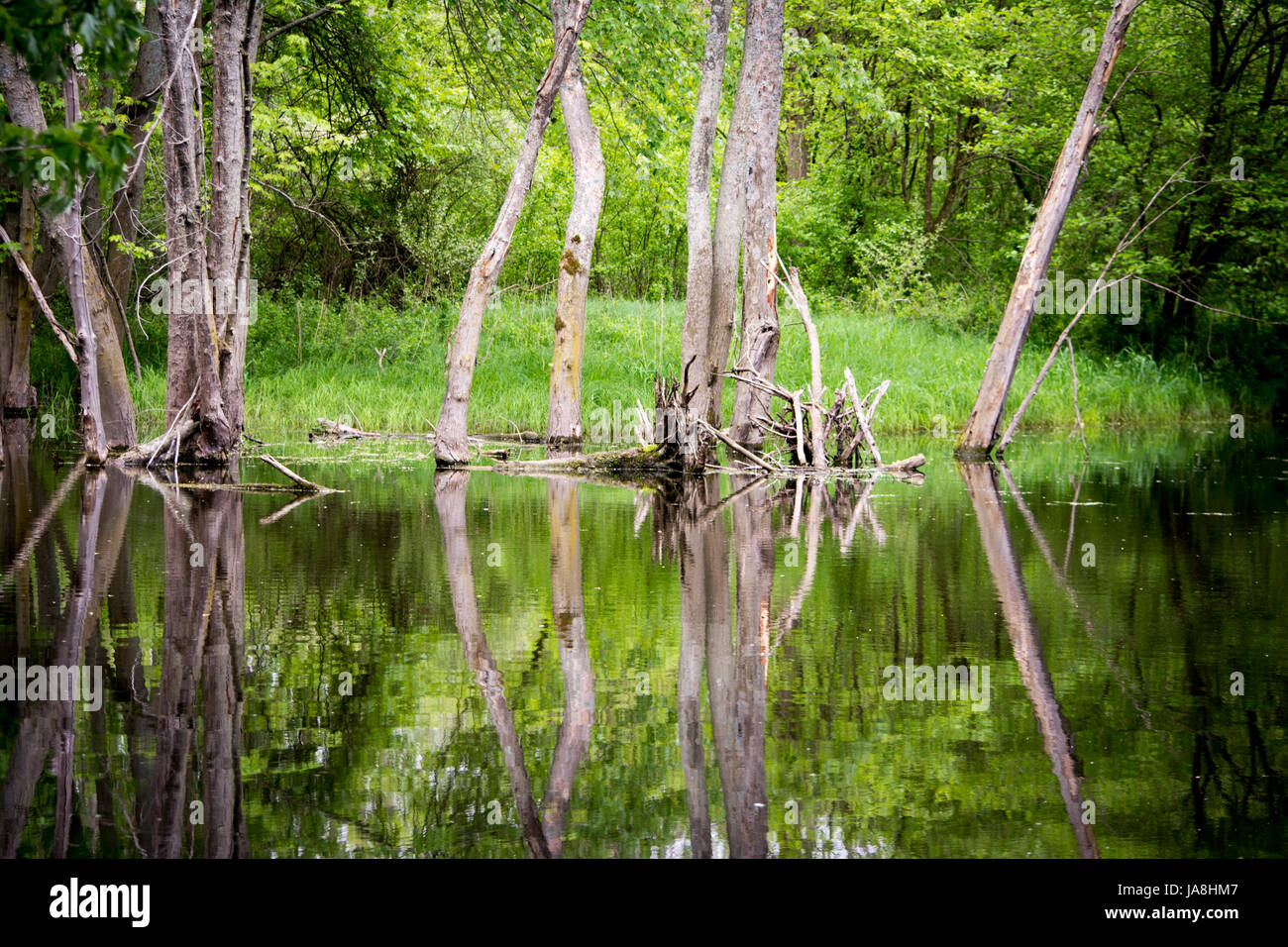 large trees reflecting into small body of water deep black water with ...