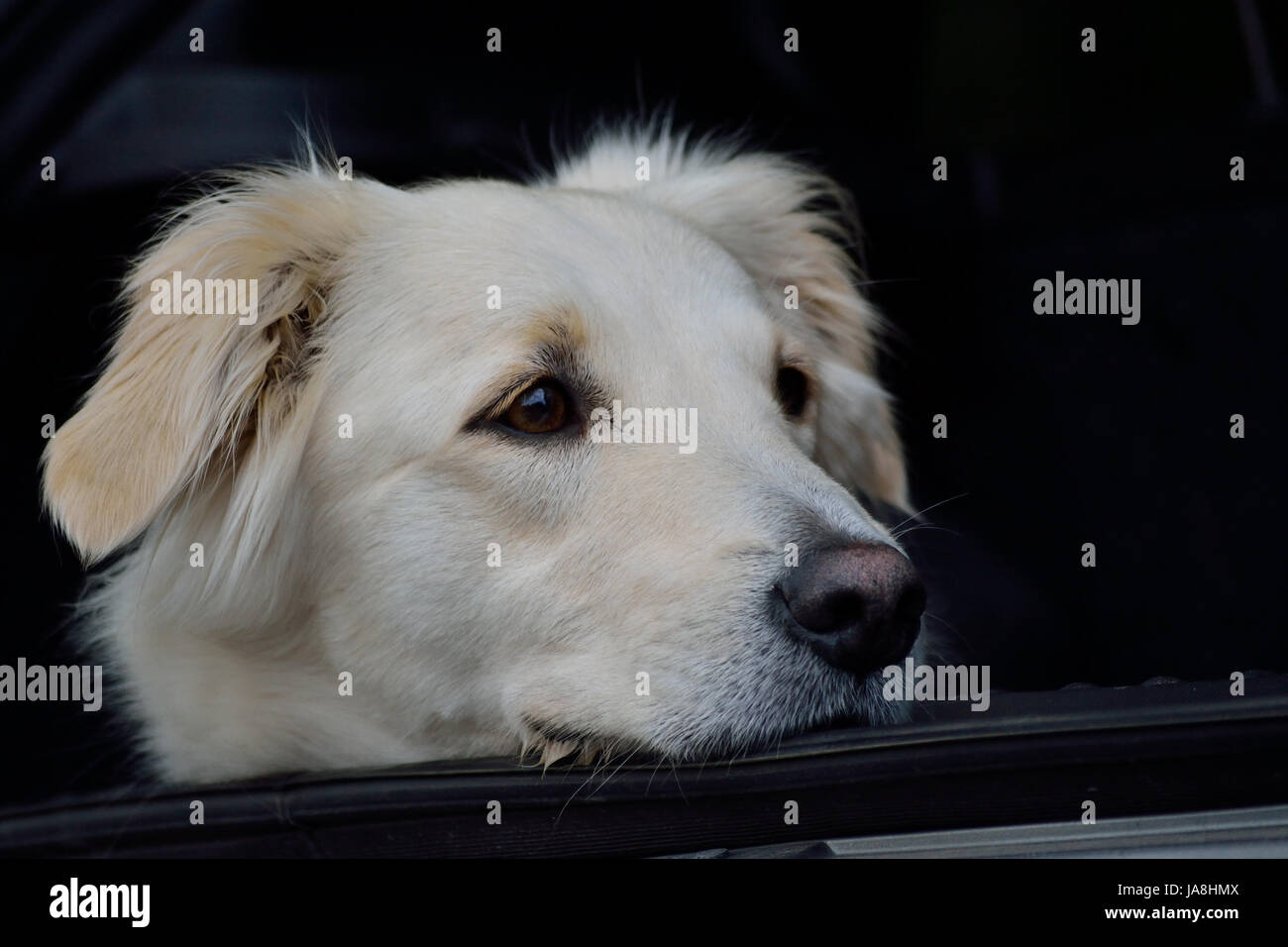 more retriever, wait, waiting, animal, pet, fauna, quadruped, look ...