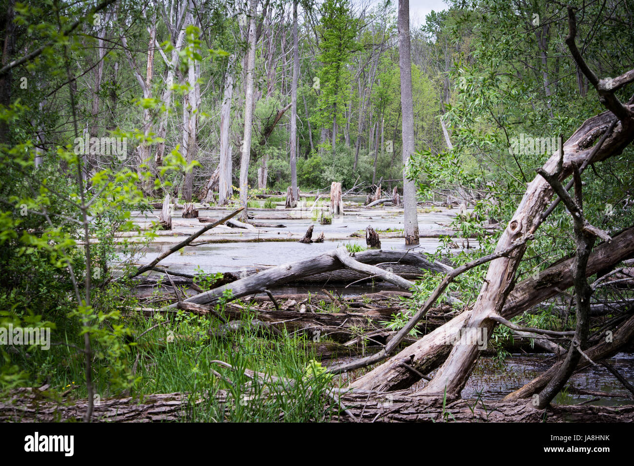 swamp in the middle of a forest with large dead trees both standing and ...
