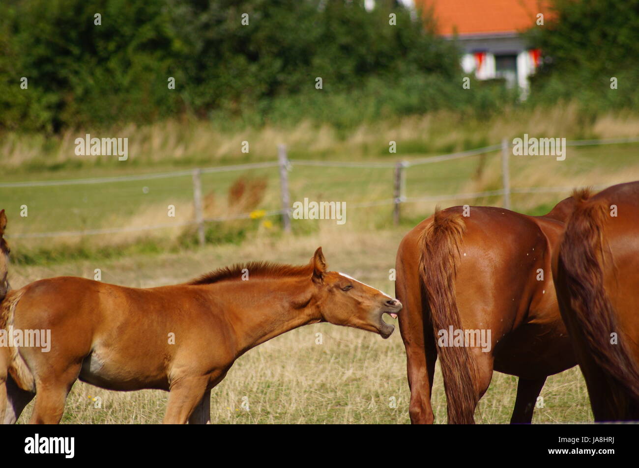 horse, animal, mammal, animals, horses, holland, mammals, offspring ...