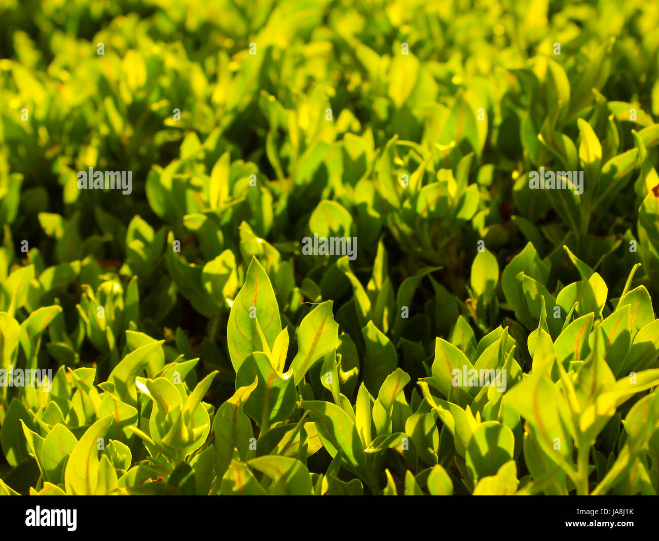 close, environment, enviroment, model, design, project, concept, plan ...