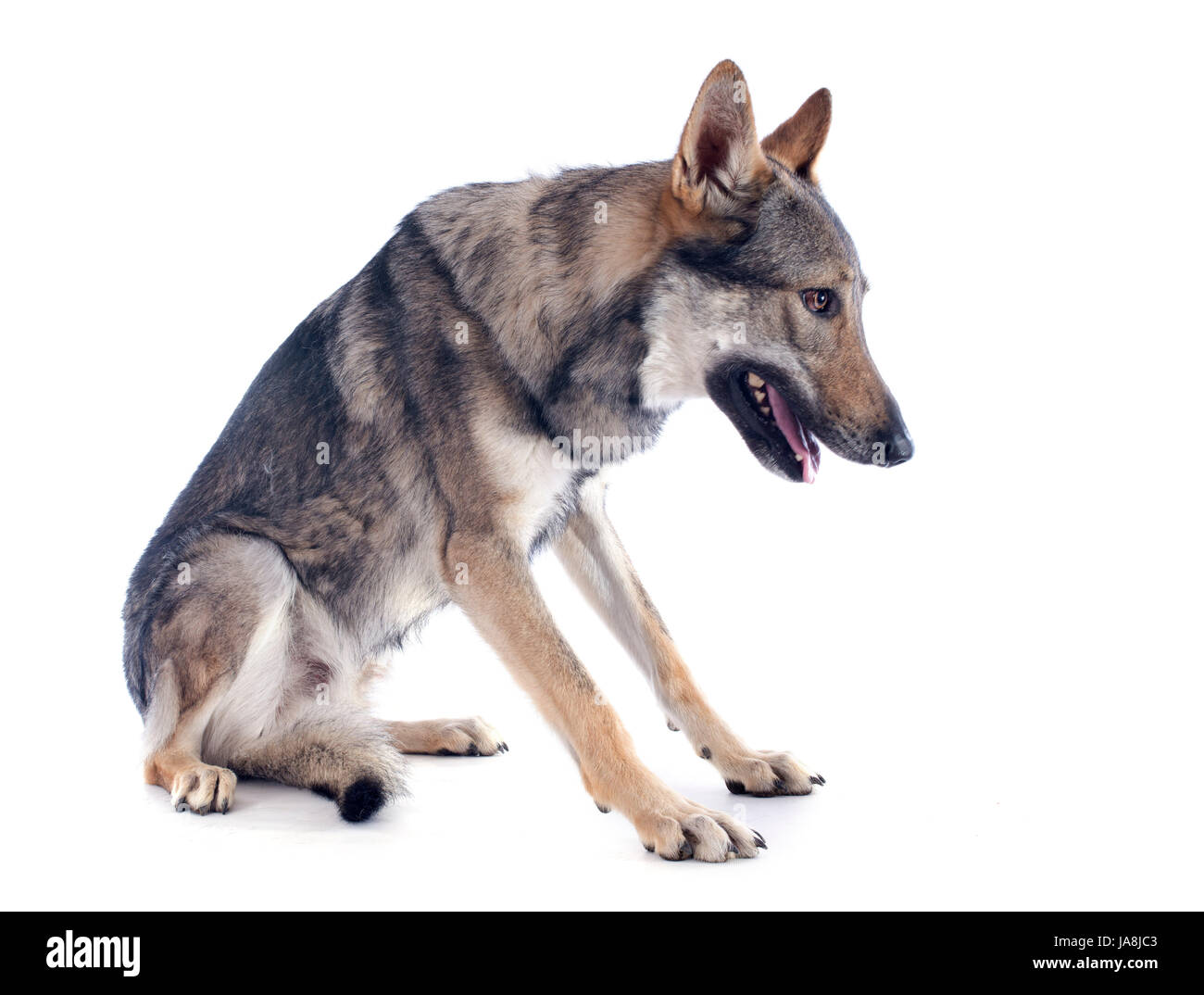 Are Galician Shepherd Dog Hypoallergenic