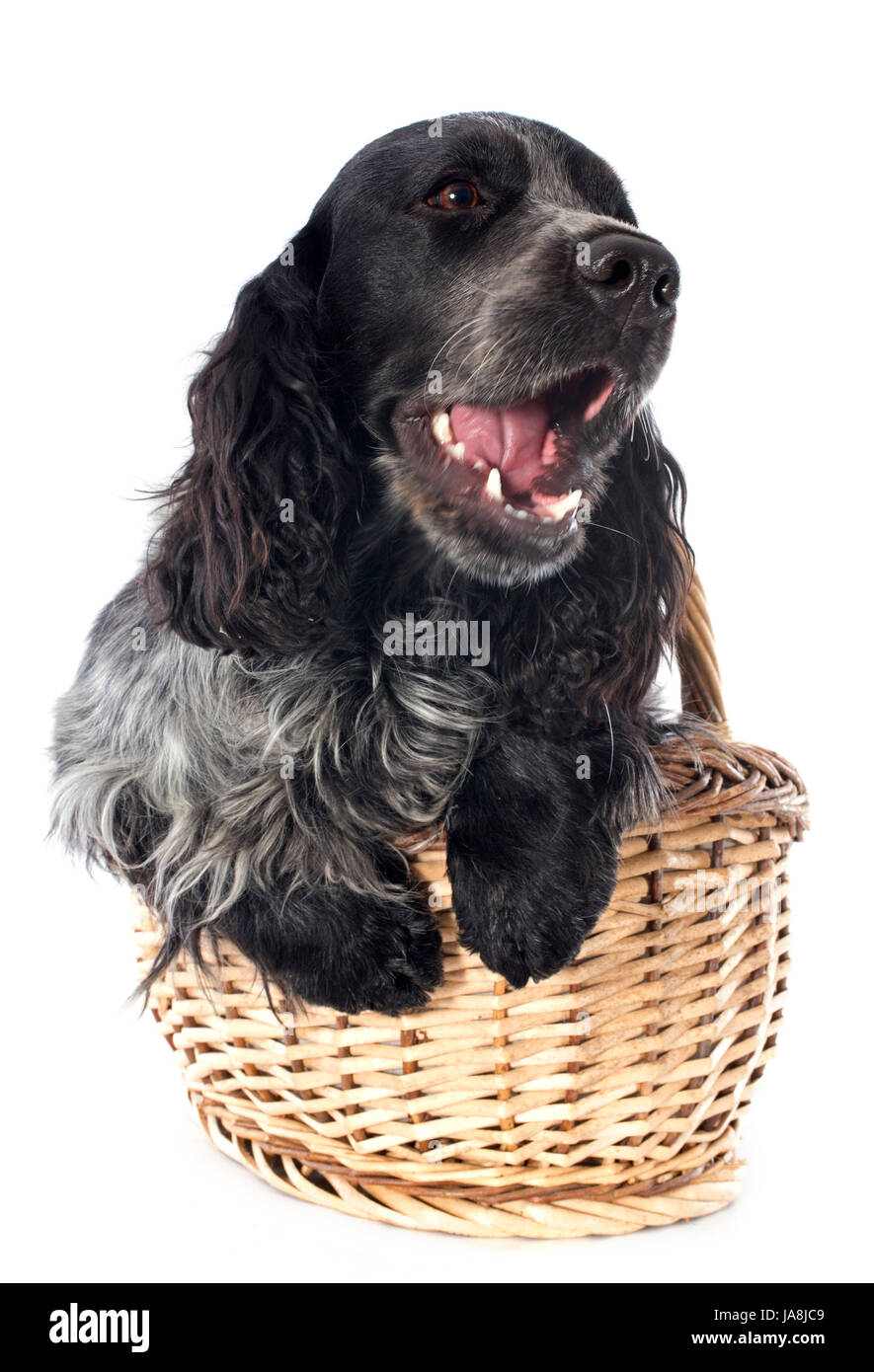 portrait of a purebred english cocker in a studio Stock Photo - Alamy