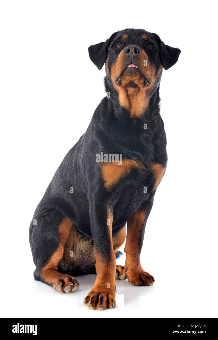 animal, pet, dog, puppy, cub, baby, rottweiler, young, younger, tongue ...