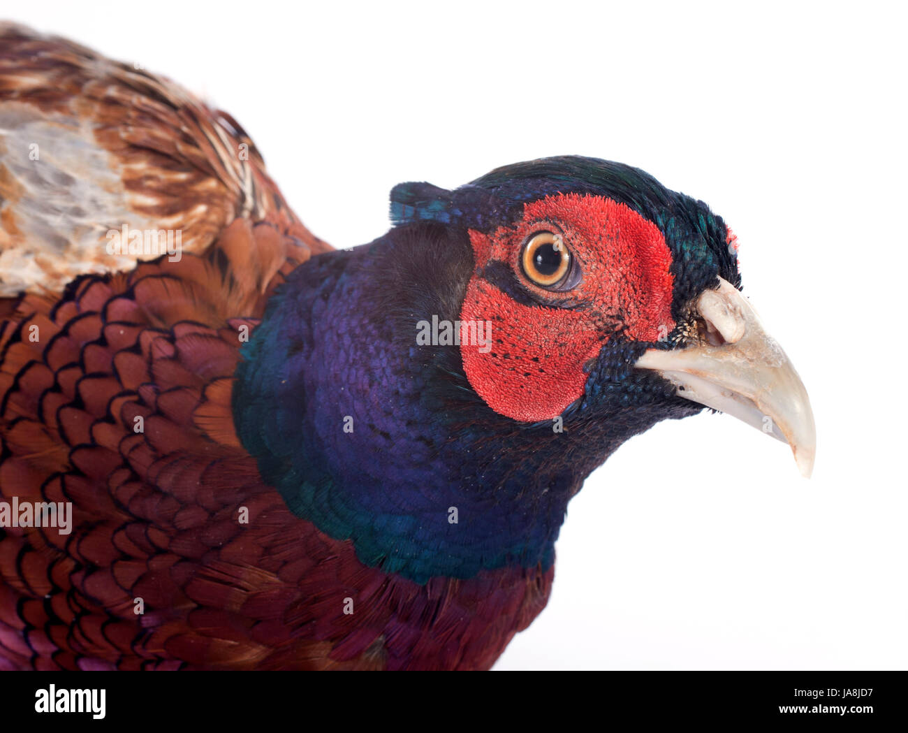 bird, male, masculine, blank, european, caucasian, pheasant, game ...