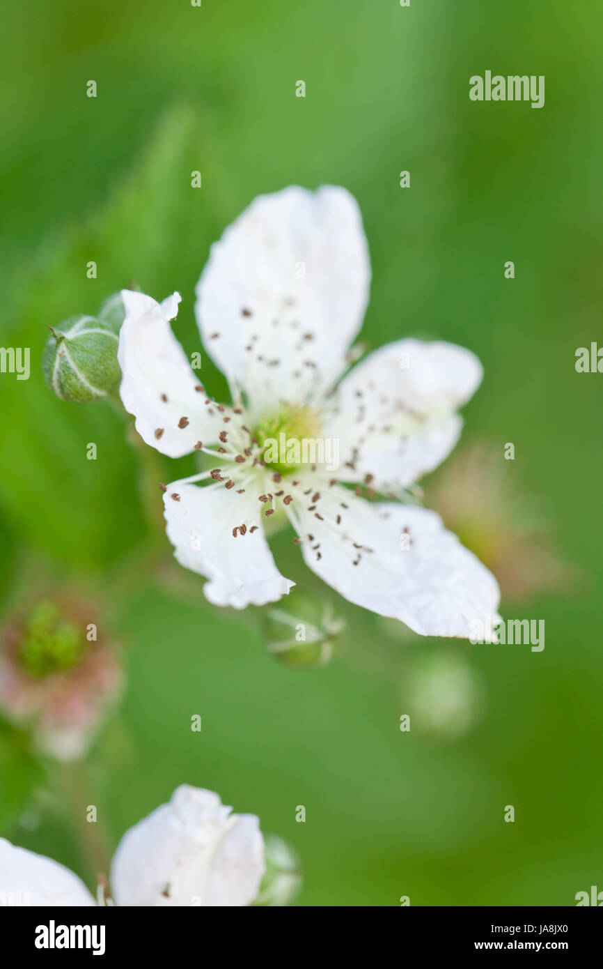 fresh red raspberry and white flowers on the bush in the garden summer ...