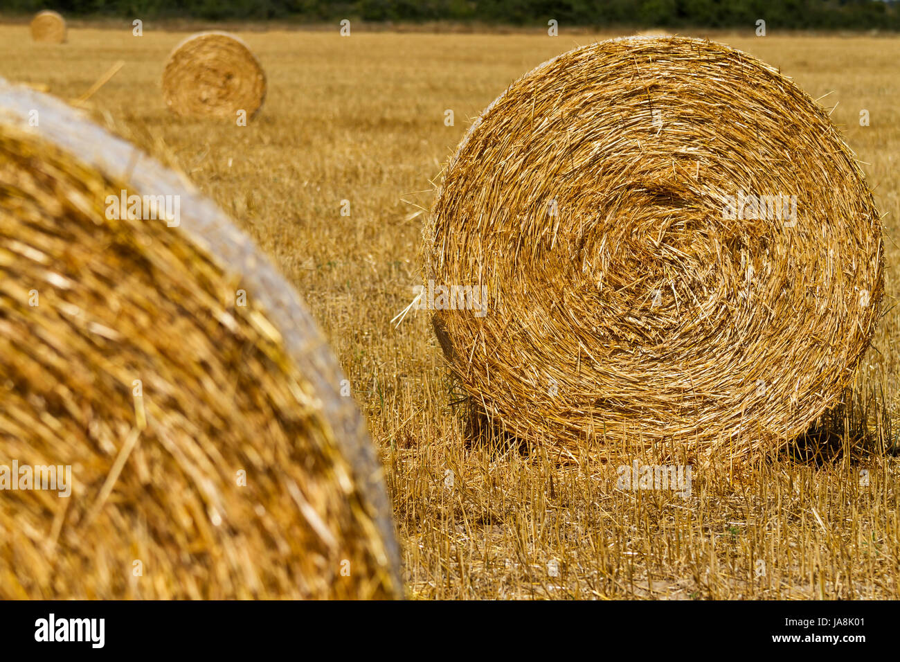 agriculture, farming, field, wheat, landscape, scenery, countryside ...