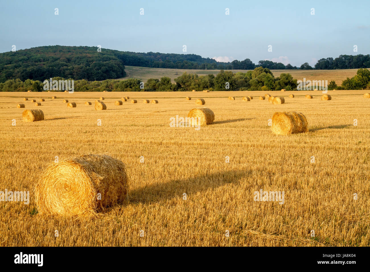 agriculture, farming, field, wheat, landscape, scenery, countryside ...