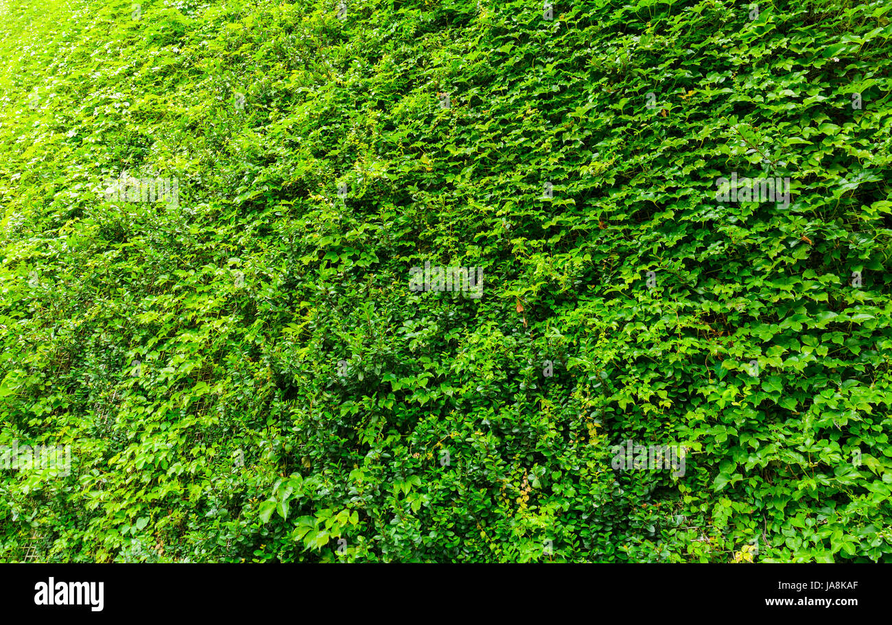 wall, exterior, vine, grape vine, grape-vine, lawn, green, backdrop ...