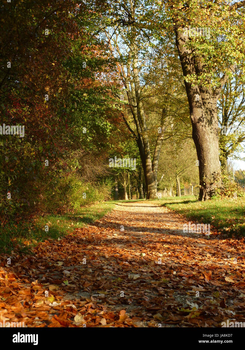 environment, enviroment, tree, trees, park, coloured, colourful ...