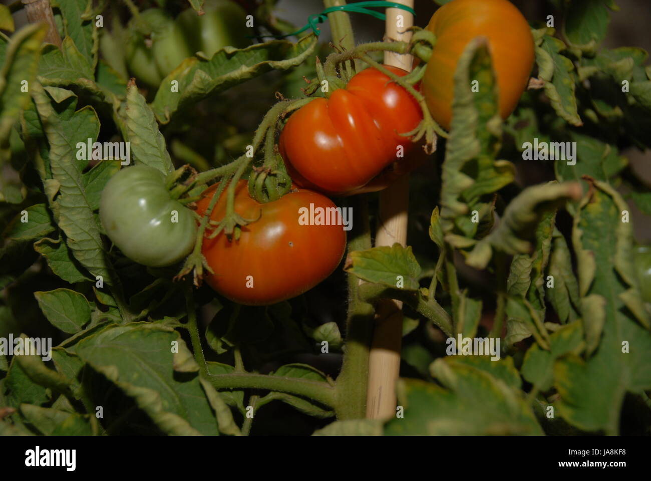 tomatoes, tomatos, vegetable, tomatoes, tomatos, tomate solanum ...