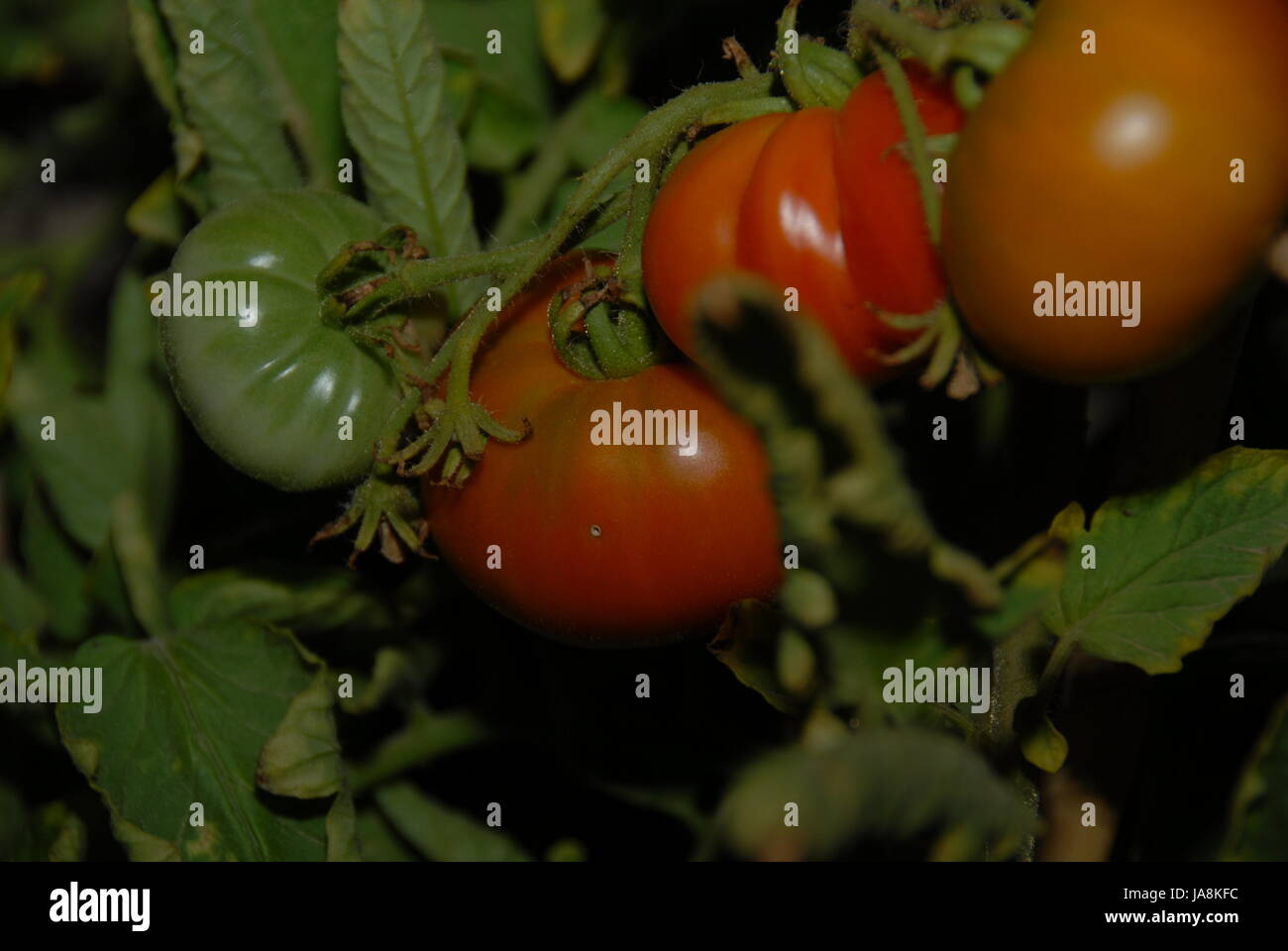 tomatoes on shrub Stock Photo - Alamy