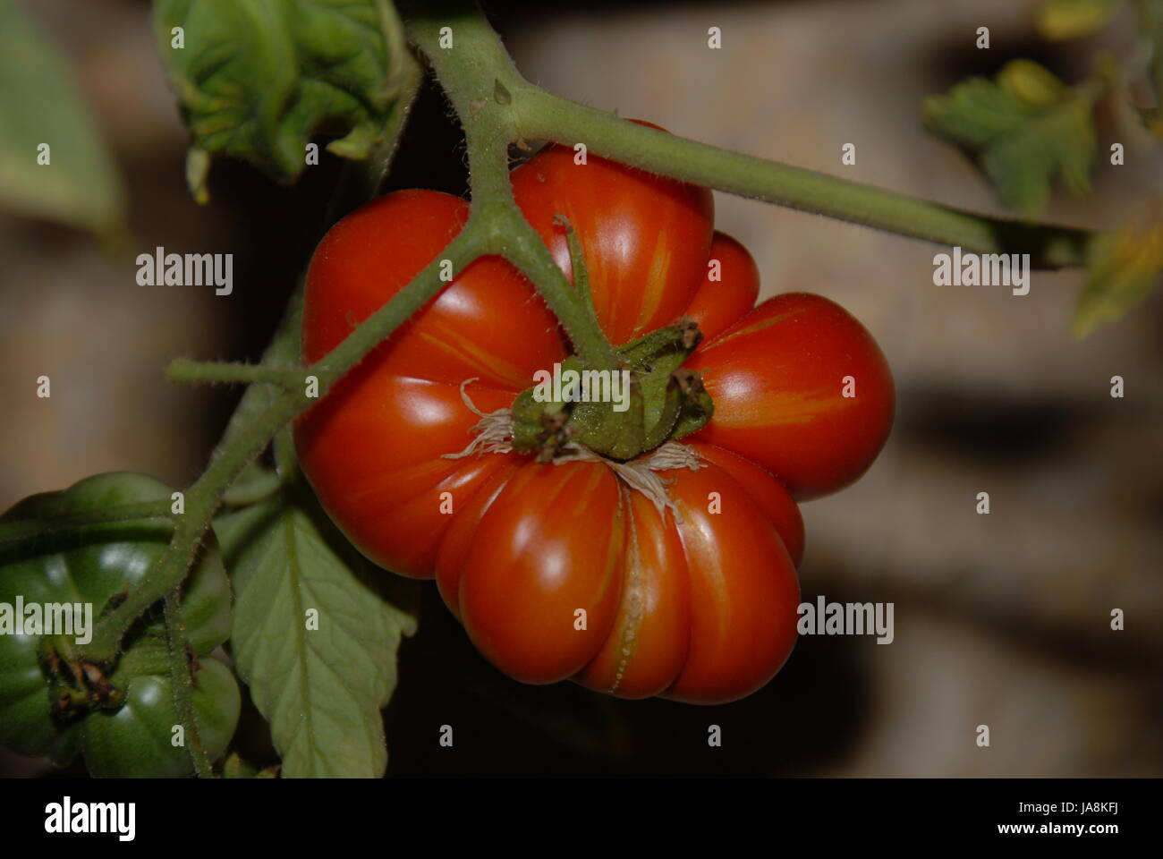tomatoes, tomatos, vegetable, tomatoes, tomatos, tomate solanum ...