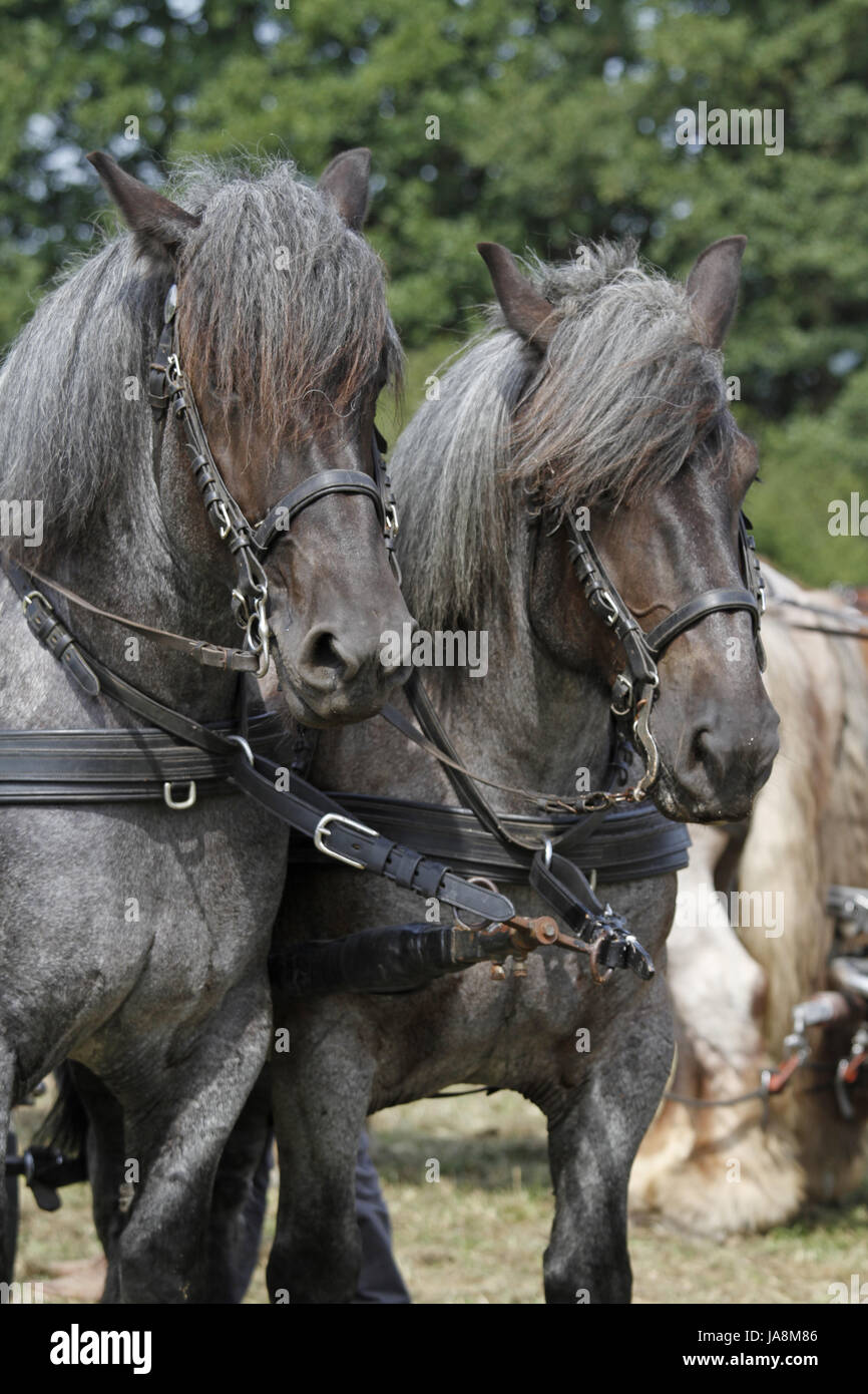 Poitevin Horse High Resolution Stock Photography and Images - Alamy