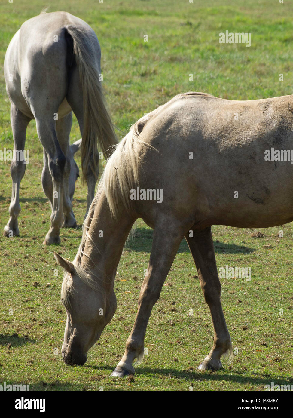 ride, horse, animal, mare, horseriding, nature, willow, ride, horse ...