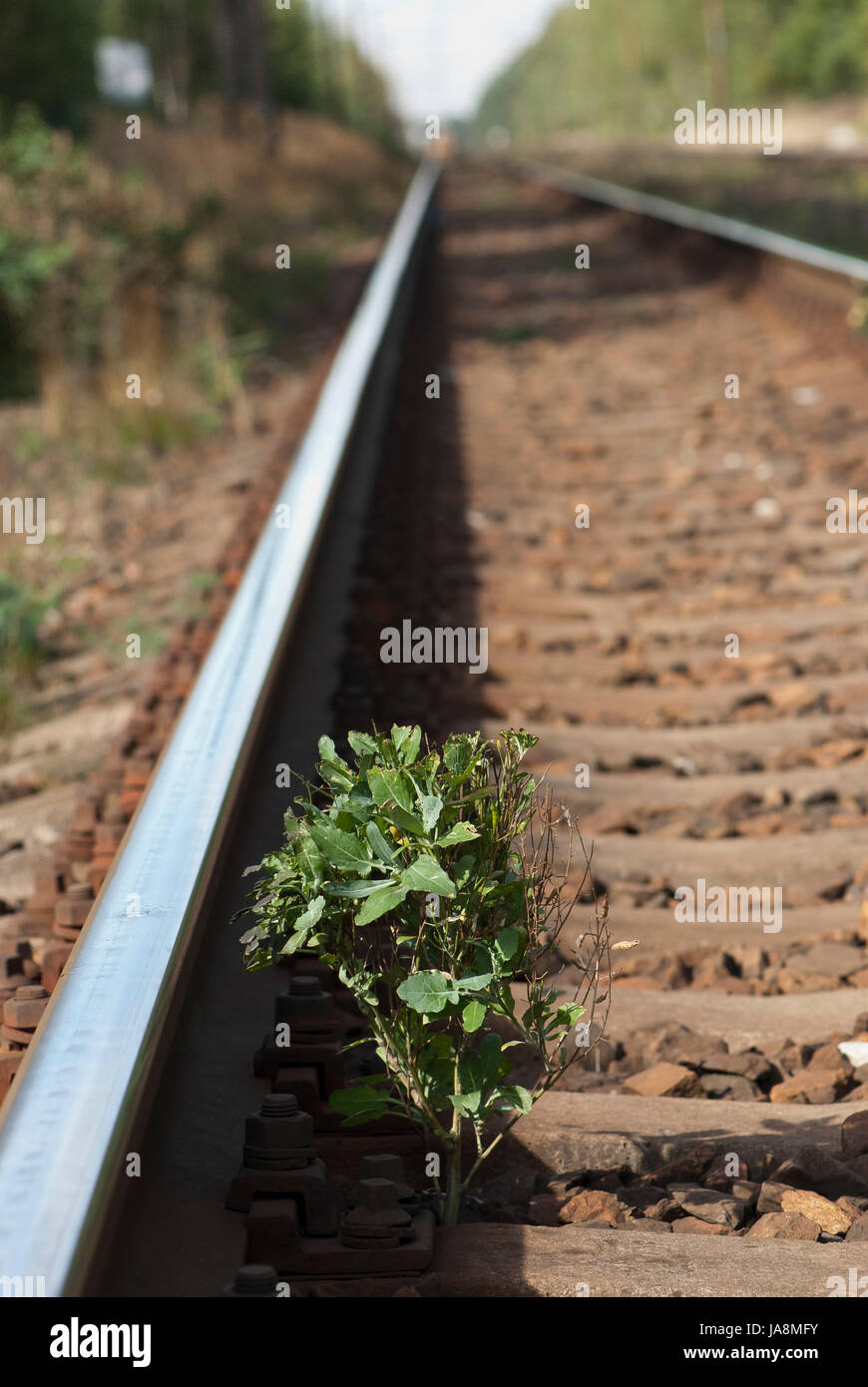 tree, rail, shrub, railway service, traffic, transportation, rail ...