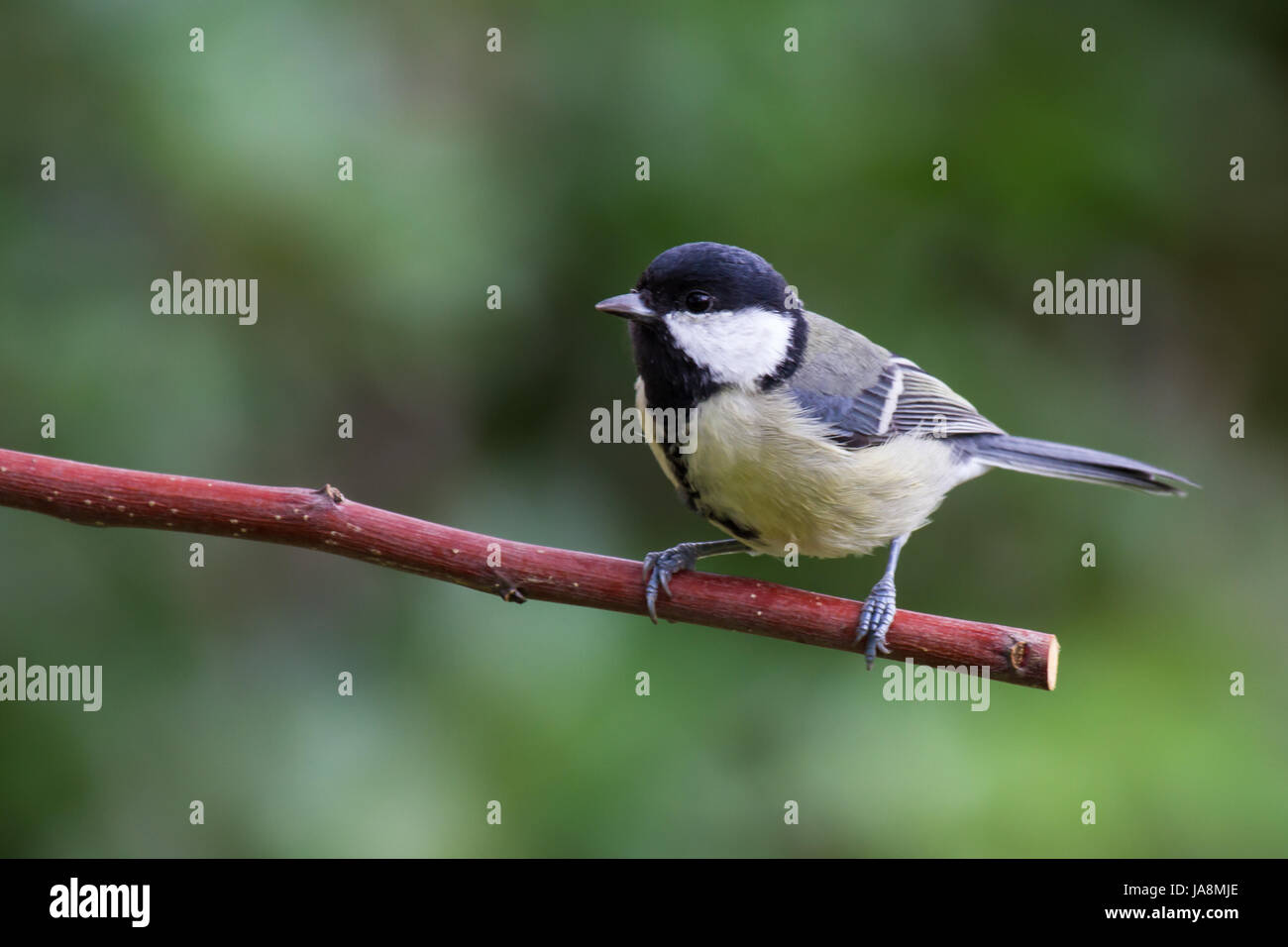 bird, birds, feathers, feathering, animal world, great titmouse ...