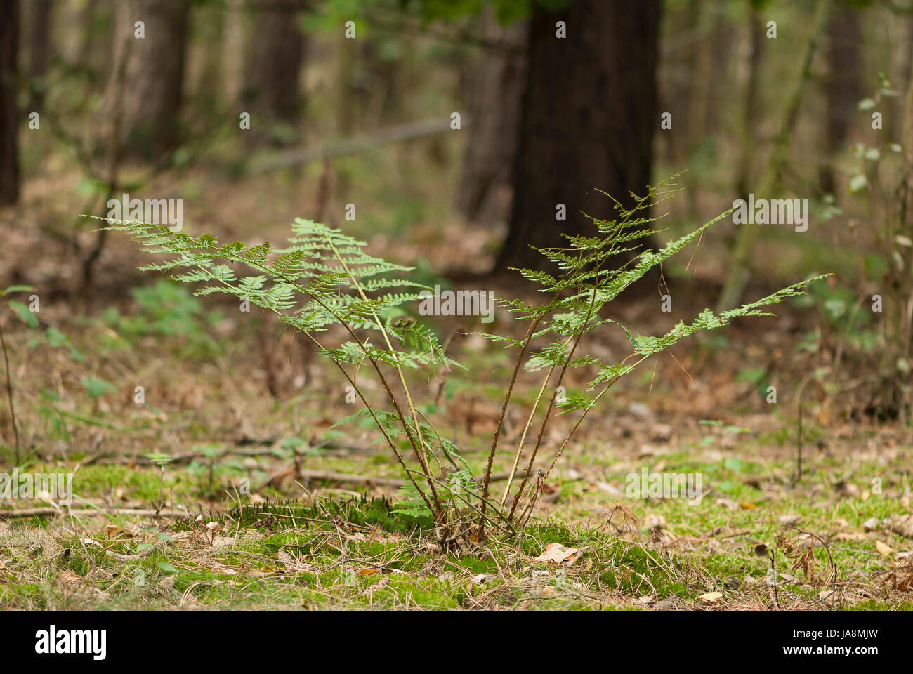 tree, green, fern, glade, meadow, grass, lawn, forest, leaves, foliage ...