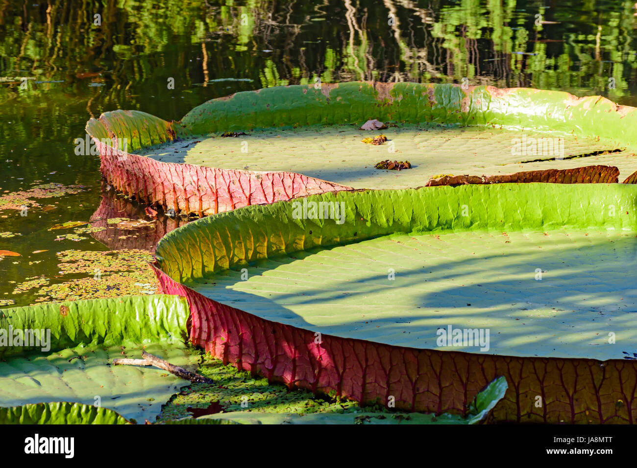 Detail of texture, clolors and shape of Victoria amazonica on a lake ...