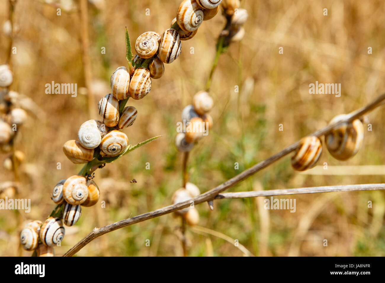 dryness, snail, escargots, dry, dried up, barren, shellfish ...